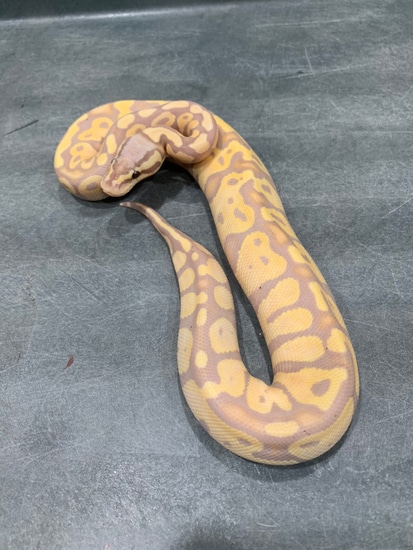 Double Het Sunset Clown TRIO Ball Python by Brad Boa Reptiles