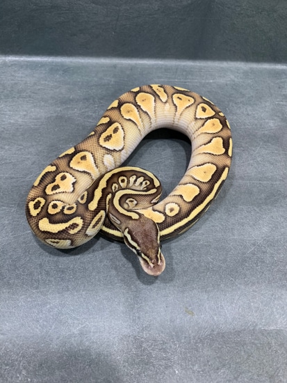 Pastel Butter Het Sunset Ball Python by Brad Boa Reptiles