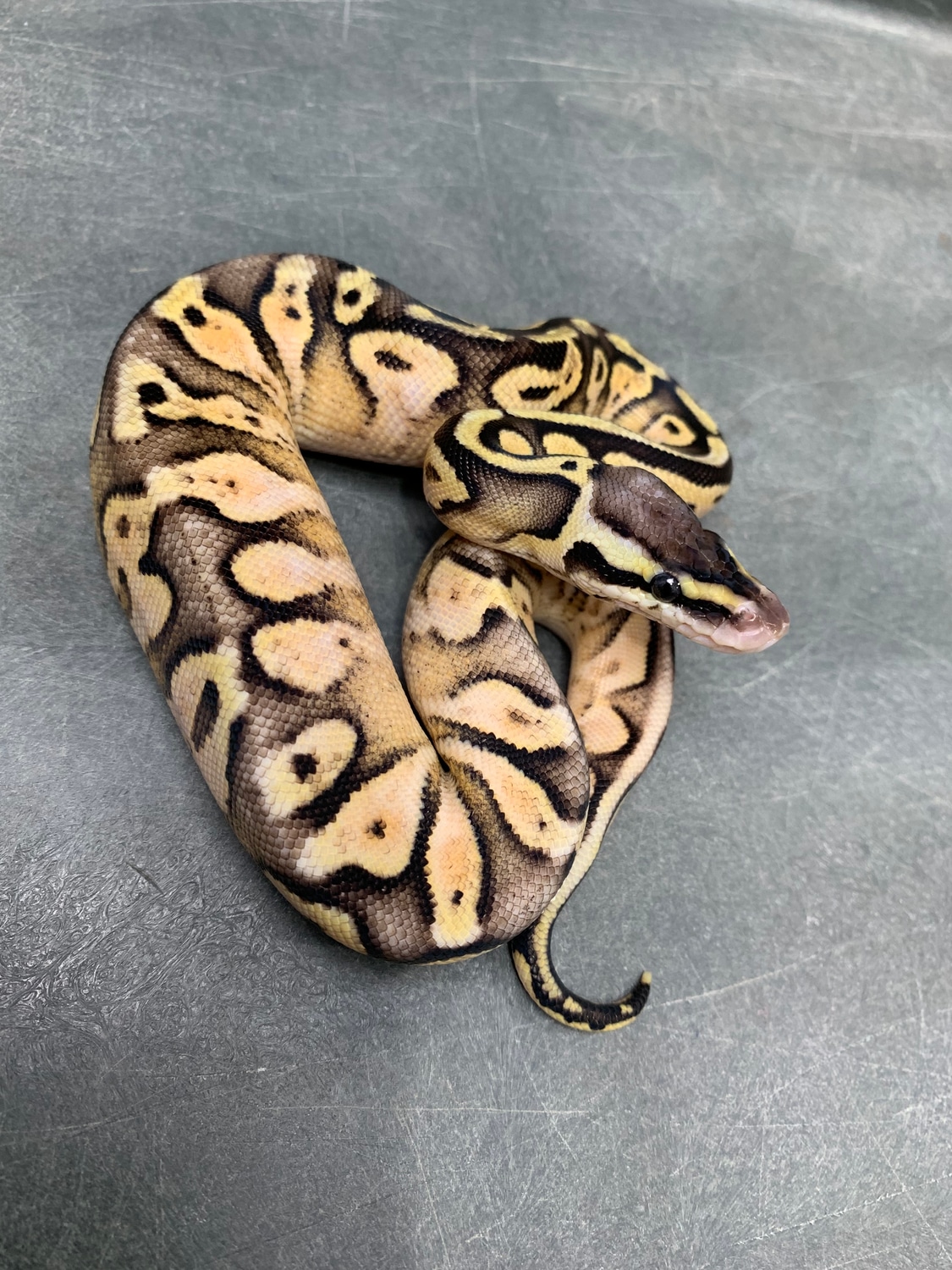 Fire Fly Calico Het Clown Poss YB Ball Python by Brad Boa Reptiles ...