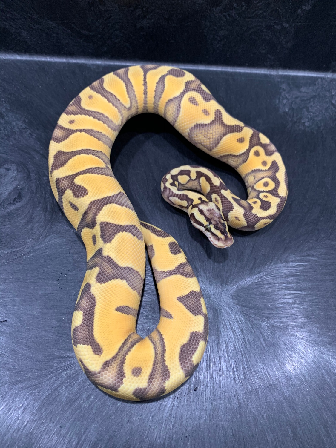 Super Pastel Enchi Yellow Belly Het Clown Ball Python by Brad Boa ...