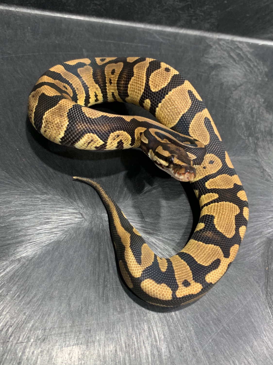Confusion Ball Python by Brad Boa Reptiles - MorphMarket