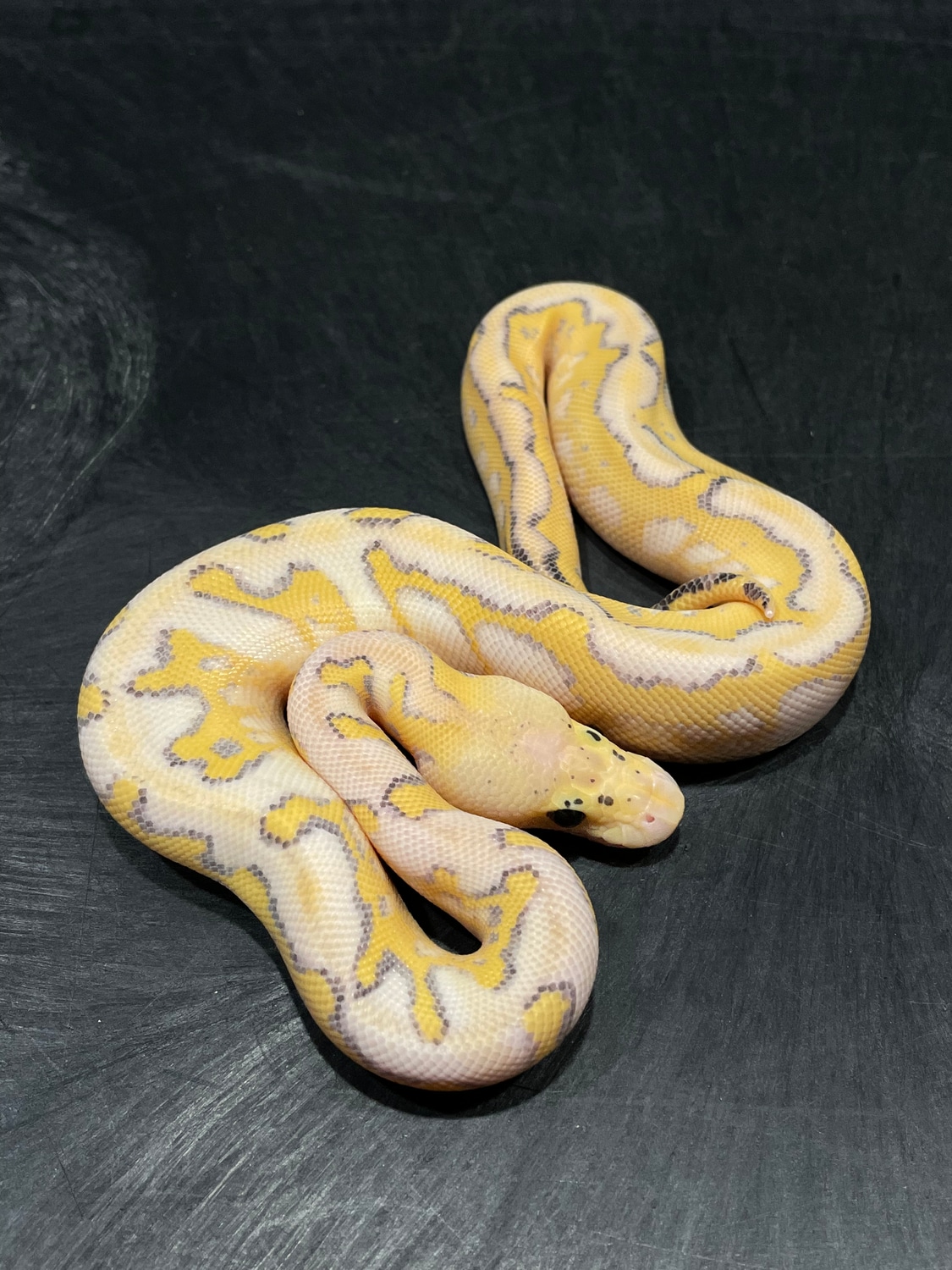 Pastel Highway Clown Ball Python by Brad Boa Reptiles - MorphMarket