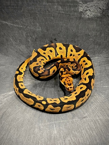 Confusion Clown Ball Python by Brad Boa Reptiles