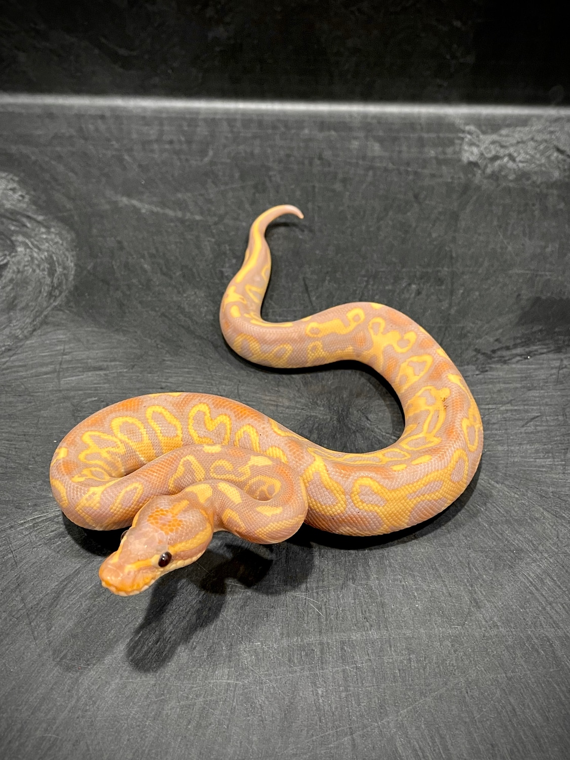 Hurricane Banana Leopard Spotnose Het Clown Ball Python by Brad Boa Reptiles - MorphMarket