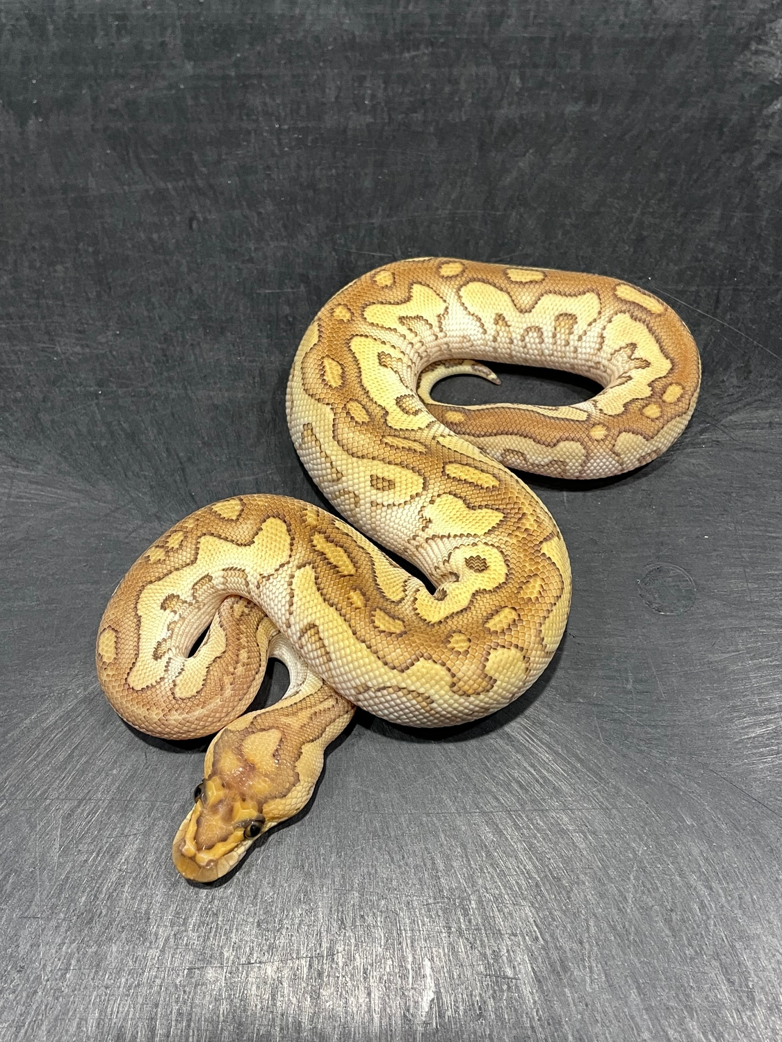 Butter Clown Yellow Belly/Gravel Ball Python by Brad Boa Reptiles ...