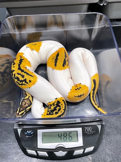 Pastel Yellow Belly GeneX Leopard Pied Ball Python by Brad Boa Reptiles