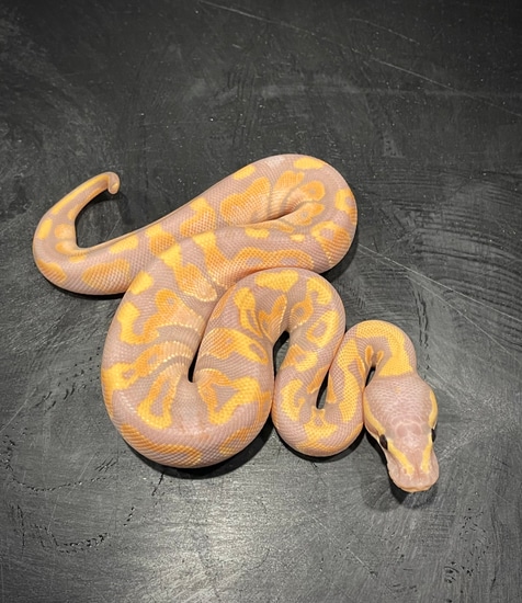 Banana Wookie Het Clown Ball Python by Brad Boa Reptiles