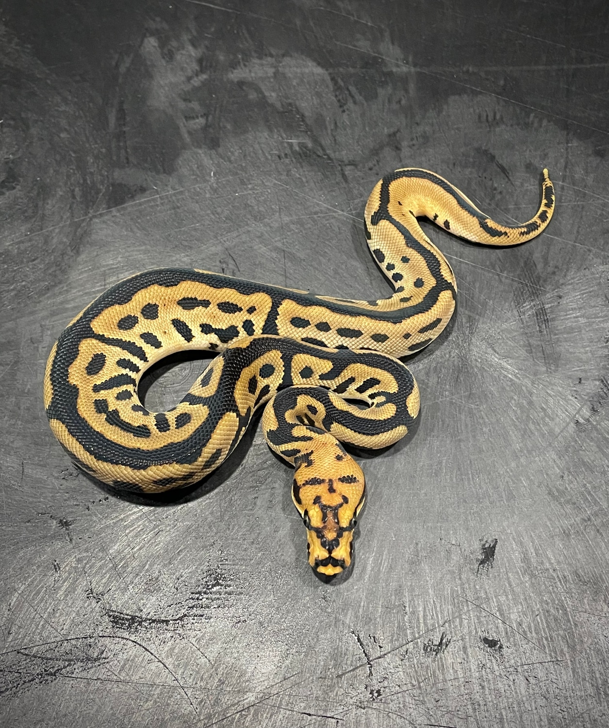 Batman Ball Python by Brad Boa Reptiles - MorphMarket