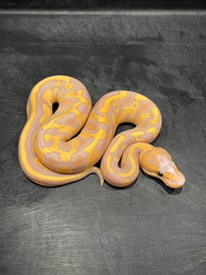 Wookie Banana Leopard Het Clown Ball Python by Brad Boa Reptiles