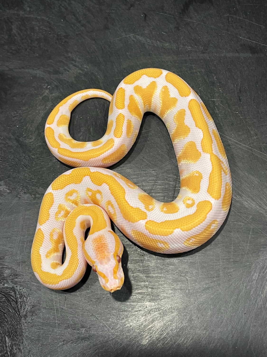 Lavender Albino Het Clown Ball Python by Brad Boa Reptiles - MorphMarket