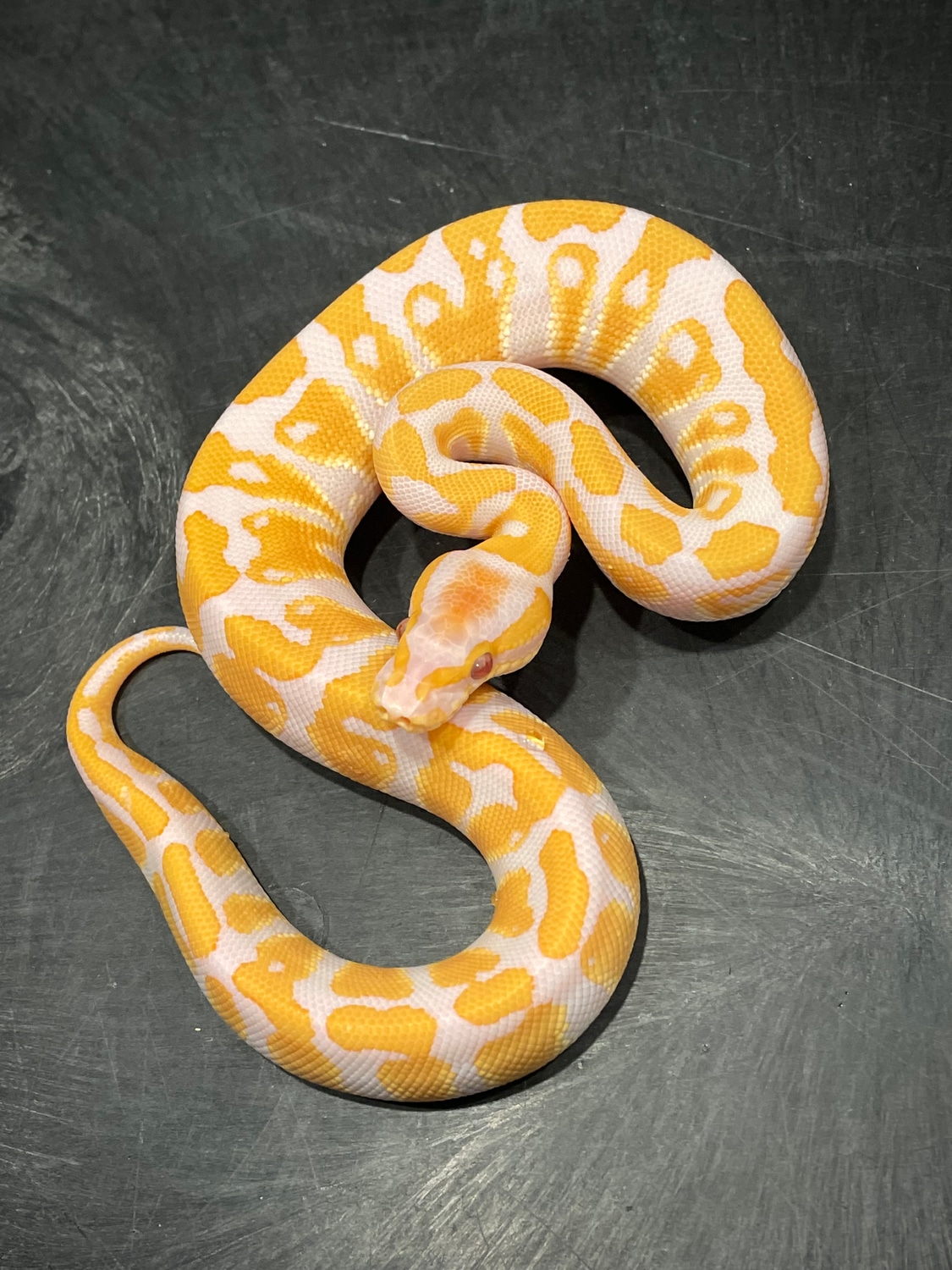 Lavender Albino Het Clown 50% Het Pied Ball Python by Brad Boa Reptiles ...