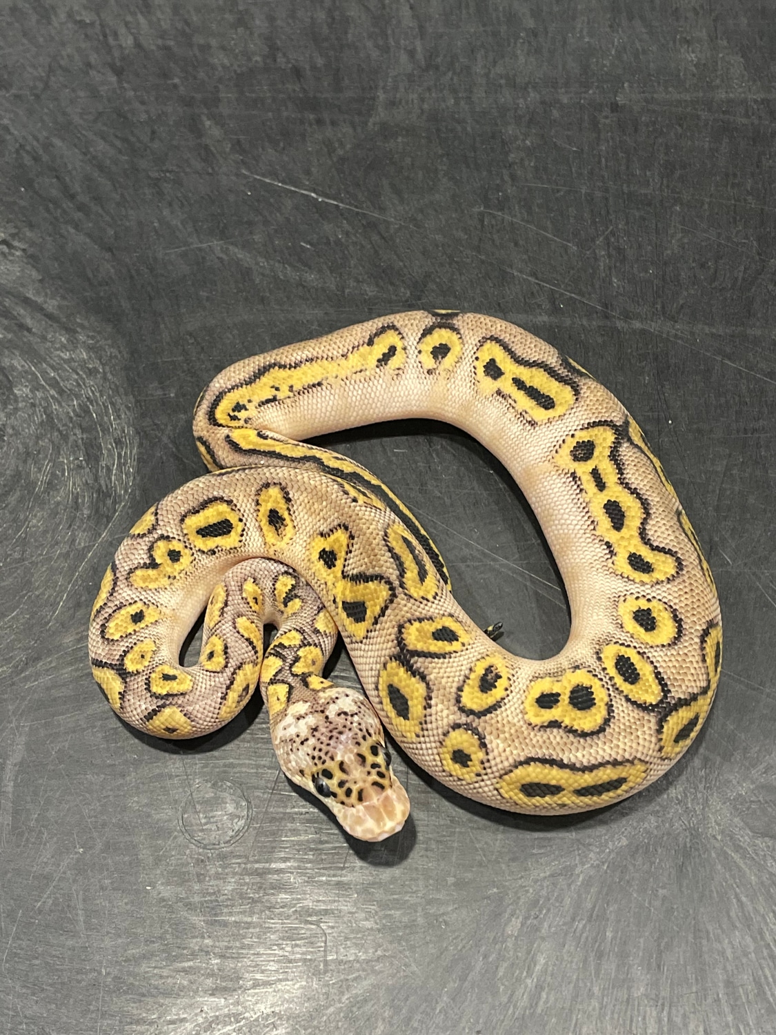 Pastel Bongo Clown 66% Het Hypo Ball Python by Brad Boa Reptiles ...