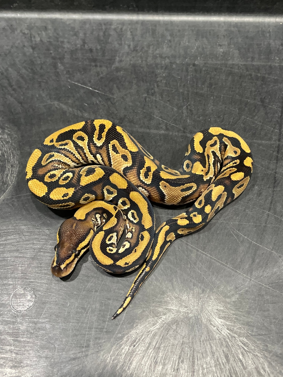 Bongo 66% Double Het Hypo Clown Ball Python by Brad Boa Reptiles ...