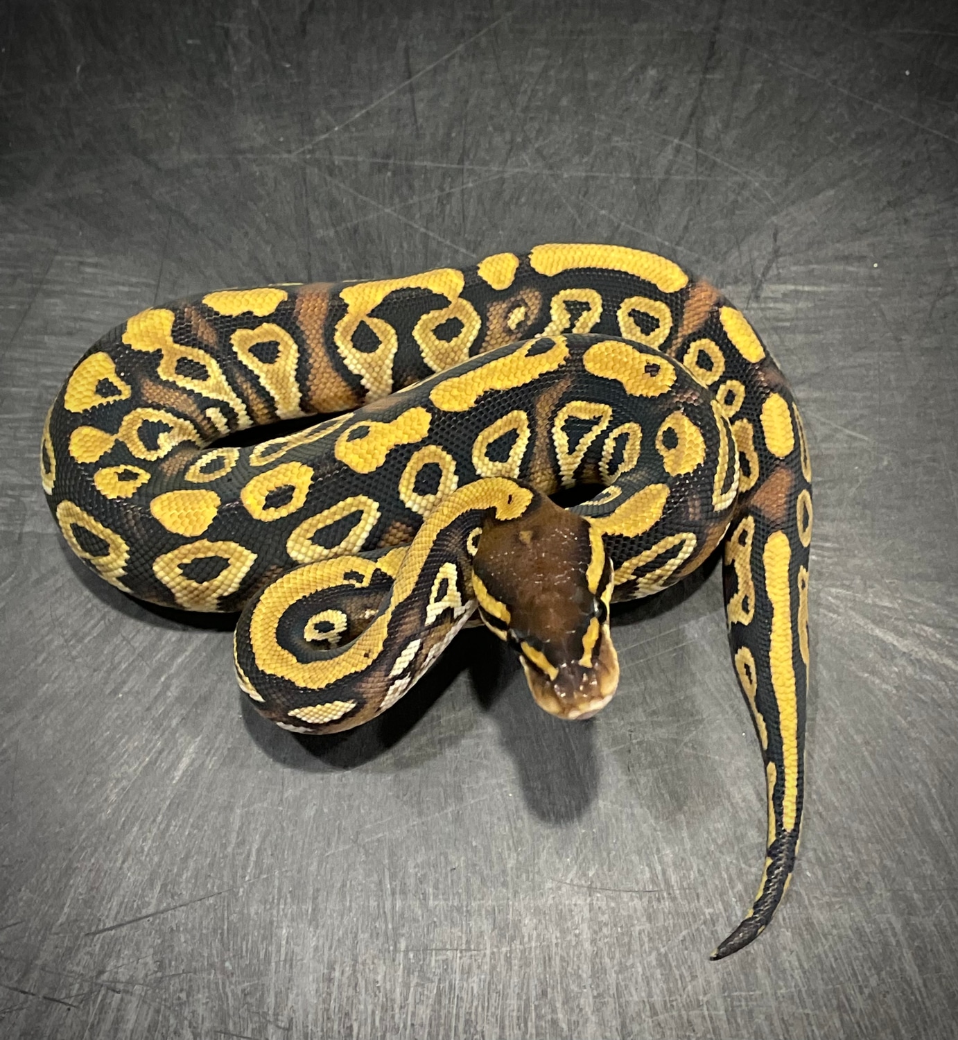 Bongo Russo 66% Double Het Hypo Clown Ball Python by Brad Boa Reptiles ...