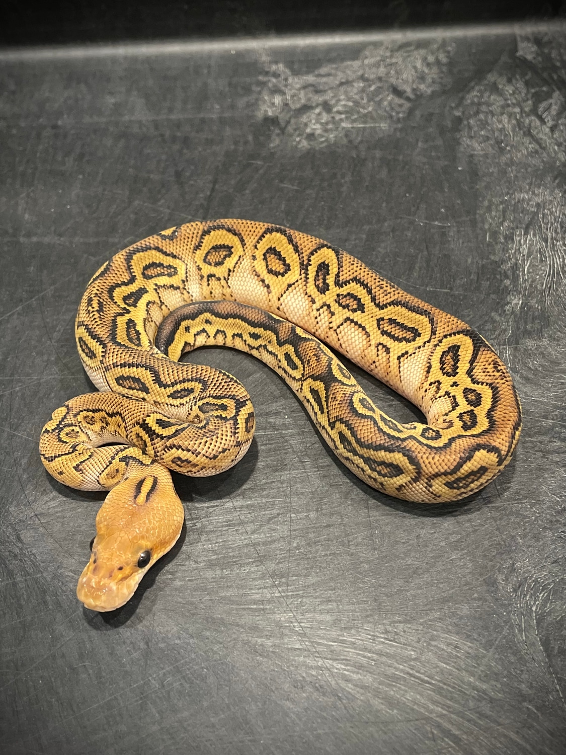 Bongo Russo Clown 66% Het Hypo Ball Python by Brad Boa Reptiles ...