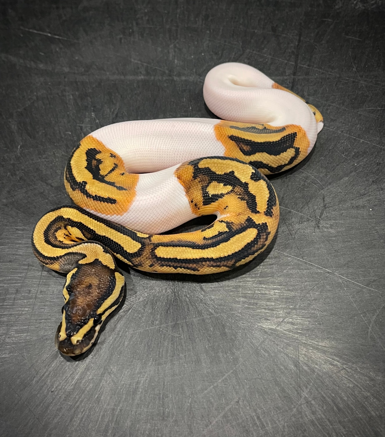 Pied Het Clown Ball Python by Brad Boa Reptiles - MorphMarket
