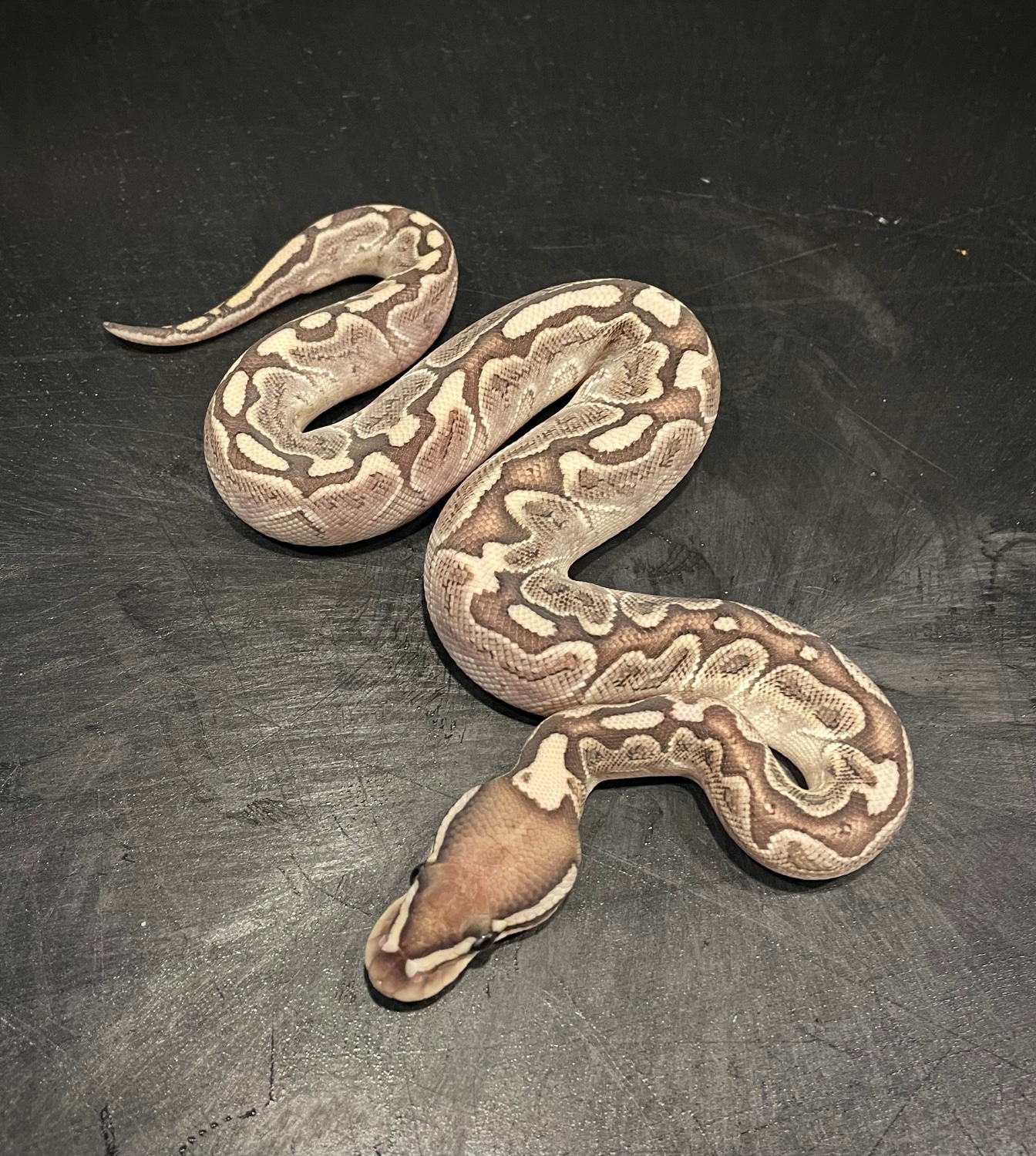 Bamboo Het Clown Ball Python by Brad Boa Reptiles - MorphMarket