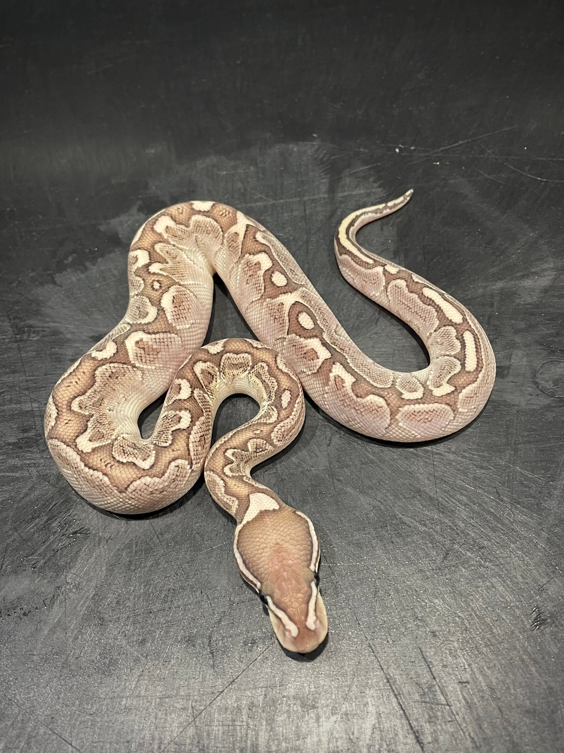 Bamboo Fire Het Clown Ball Python by Brad Boa Reptiles - MorphMarket