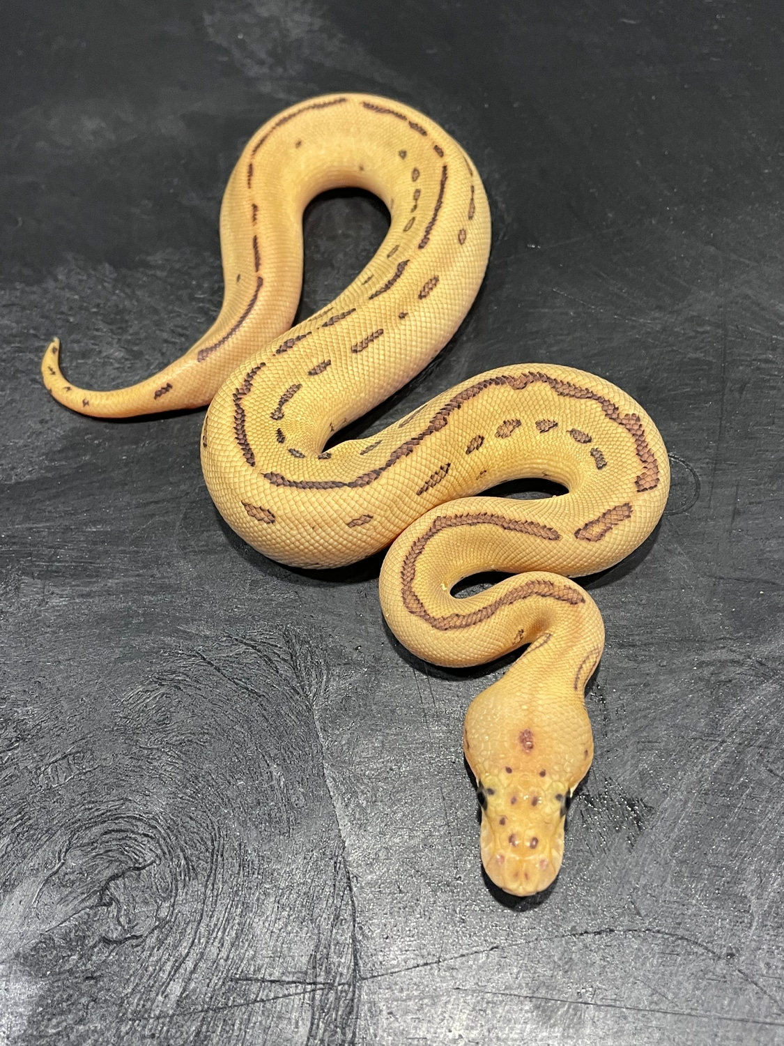 Clown Leopard Butter Pinstripe X-Treme Gene Possible Chocolate Ball ...