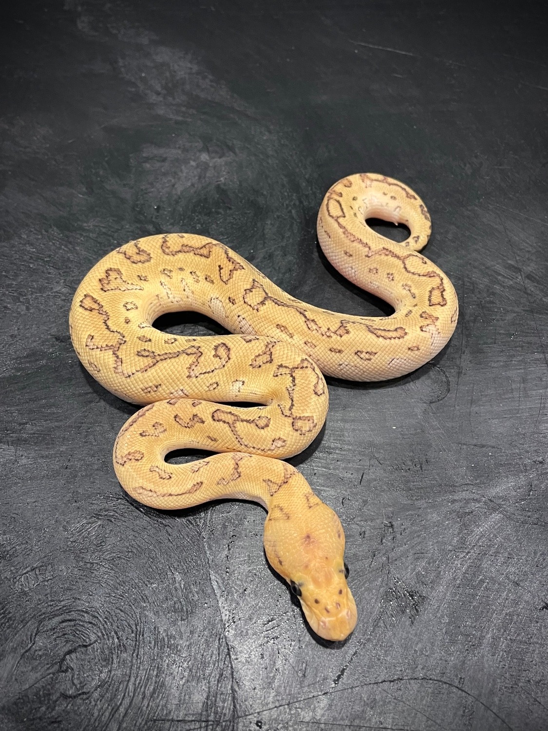 Clown Chocolate Butter Pin Ball Python by Brad Boa Reptiles - MorphMarket