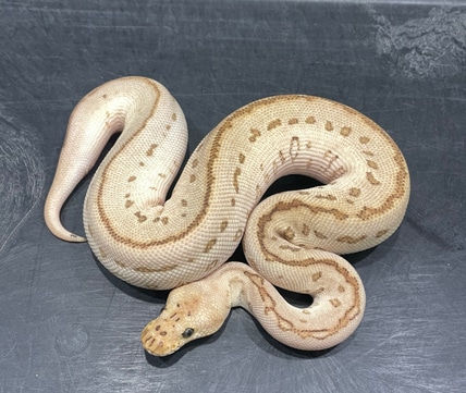 Sunset Yellow Belly Poss Vanilla Ball Python by Brad Boa Reptiles ...
