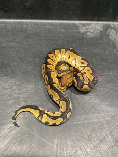 Wookie Clown Ball Python by Brad Boa Reptiles