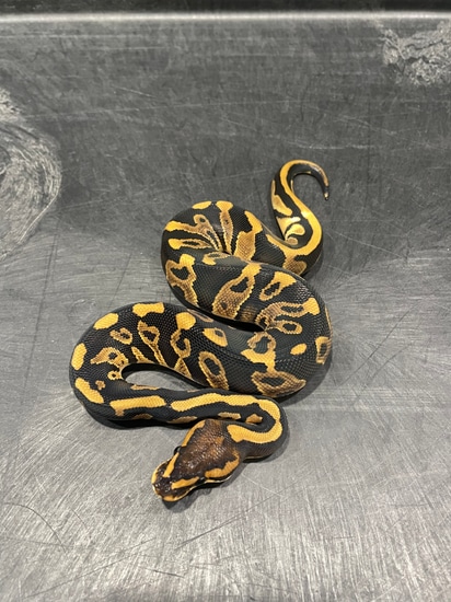 Leopard Wookie Het Clown Ball Python by Brad Boa Reptiles