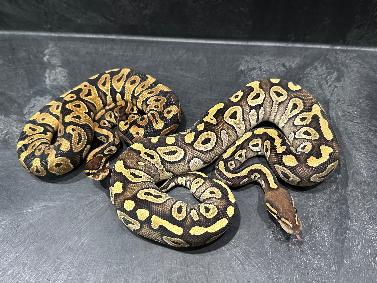 Pair Of Double Het Monsoon Desert Ghost Ball Python by Brad Boa ...