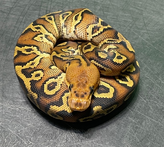 Spotnose Cypress YB Clown Ball Python by Brad Boa Reptiles