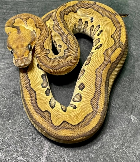 Super Redstripe Leopard Mojave Clown Ball Python by Brad Boa Reptiles