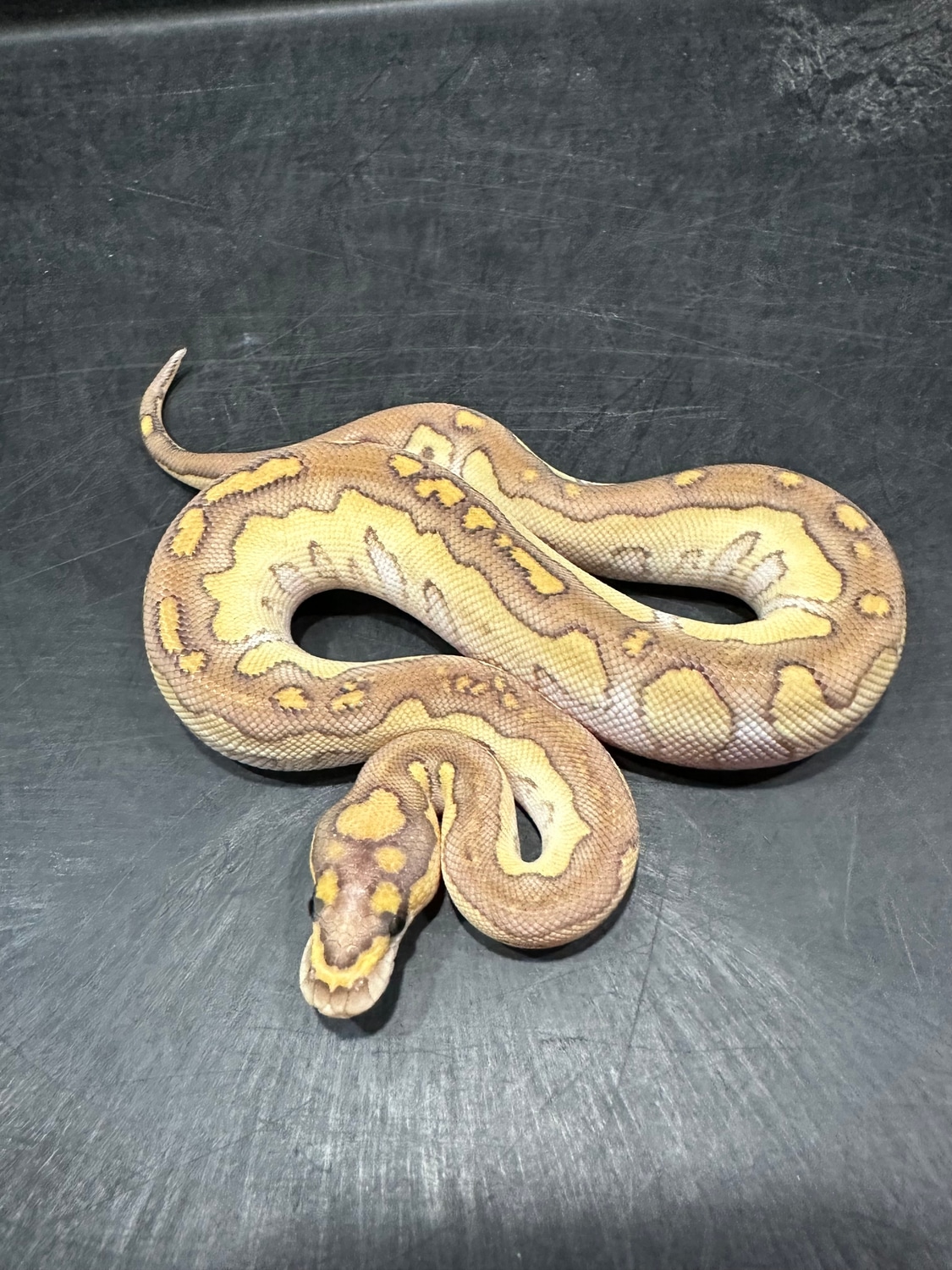 Pastel Lesser Leopard Clown Ball Python by Brad Boa Reptiles - MorphMarket