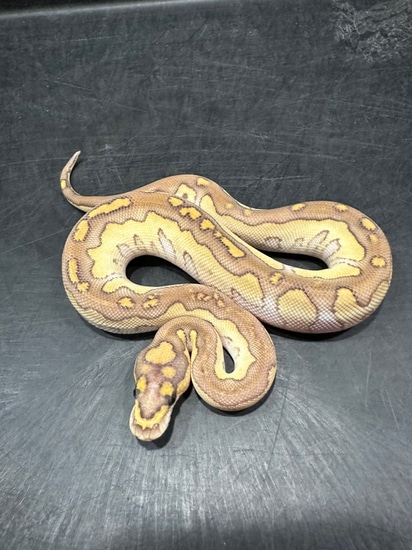 Pastel Lesser Leopard Clown Ball Python by Brad Boa Reptiles