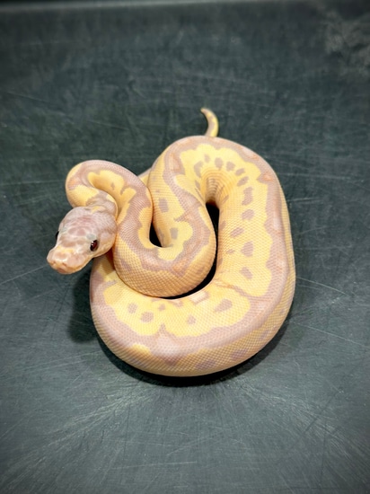 Banana Sugar Clown Ball Python by Brad Boa Reptiles
