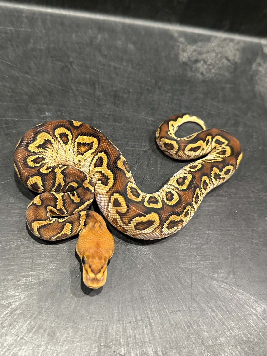 Cypress Hurricane Clown Ball Python by Brad Boa Reptiles - MorphMarket