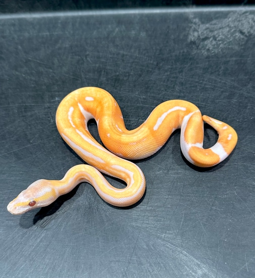 Black Head Dreamsicle Pin Ball Python by Brad Boa Reptiles