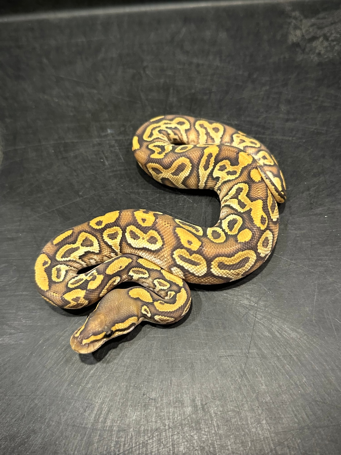 Hypo Bongo Het Clown Ball Python by Brad Boa Reptiles - MorphMarket