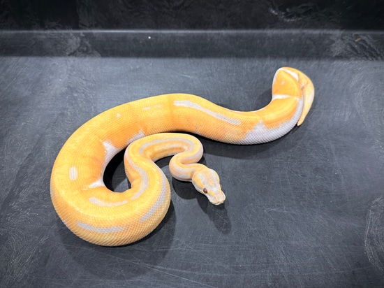 Dreamsicle Pinstripe Poss Black Head Ball Python by Brad Boa Reptiles