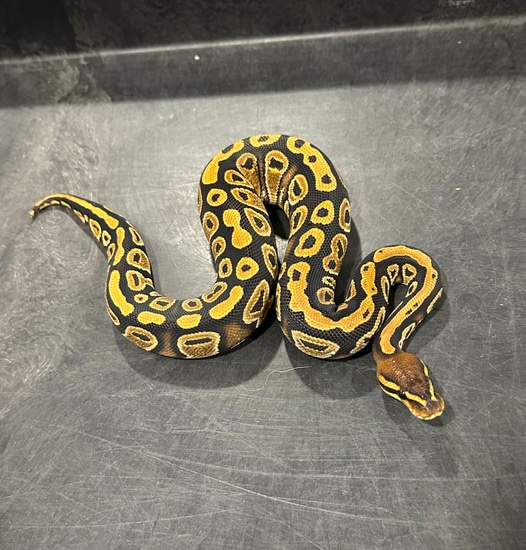 Cypress Honey Het Monsoon Ball Python by Brad Boa Reptiles