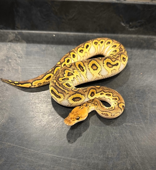 Bongo Clown 66% Het Hypo Ball Python by Brad Boa Reptiles