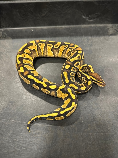 Hurricane YB Het Clown Ball Python by Brad Boa Reptiles