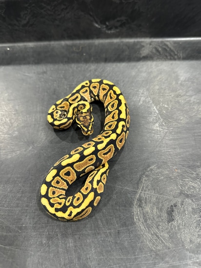 Spotnose Het Clown Ball Python by Brad Boa Reptiles