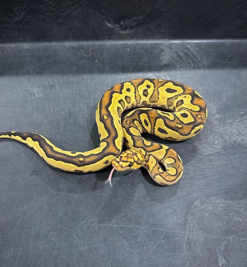Hurricane Yellow Belly Disco Or Fire Clown Ball Python by Brad Boa Reptiles