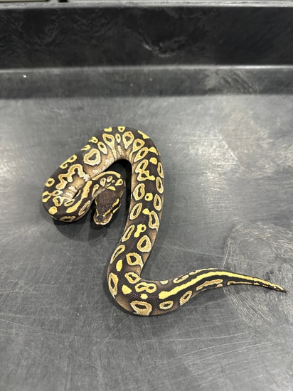 Mojave Het Monsoon Ball Python by Brad Boa Reptiles