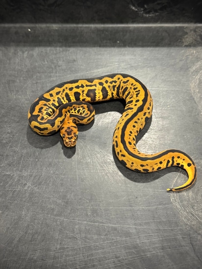 RedHead Confusion Leopard Yellow Belly Clown Ball Python by Brad Boa ...