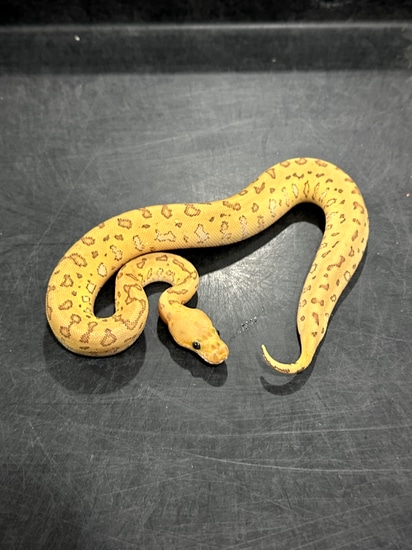 Confusion Clown Emperor Pin Ball Python by Brad Boa Reptiles