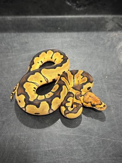 Fire Clown Het Puzzle Ball Python by Brad Boa Reptiles