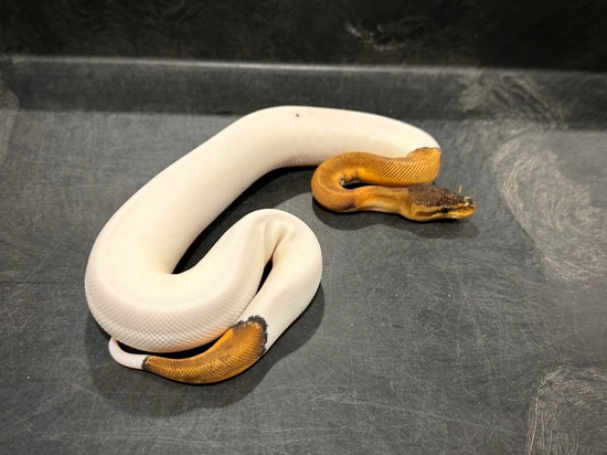 Sunset Pied Ball Python by Brad Boa Reptiles