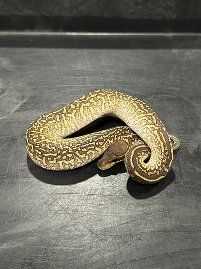 Monsoon Mojave Ball Python by Brad Boa Reptiles