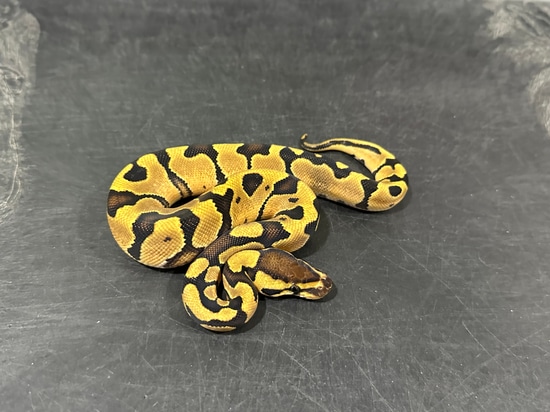 Enchi Lace Het Clown Ball Python by Brad Boa Reptiles