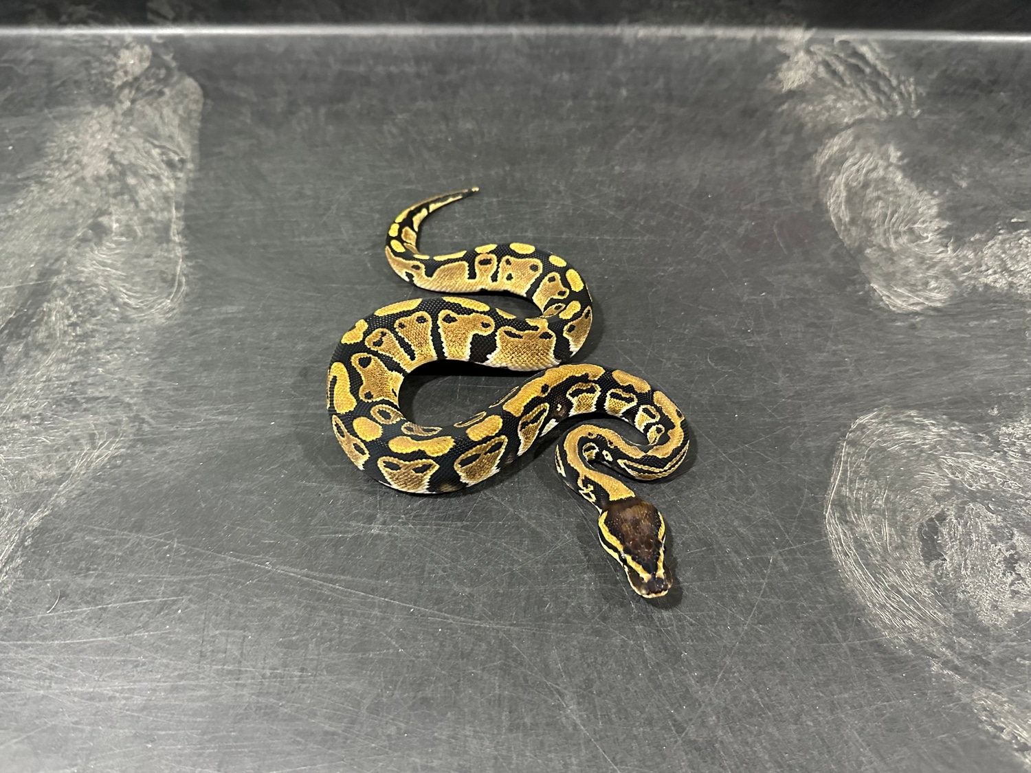 Triple Het Desert Ghost Clown pied